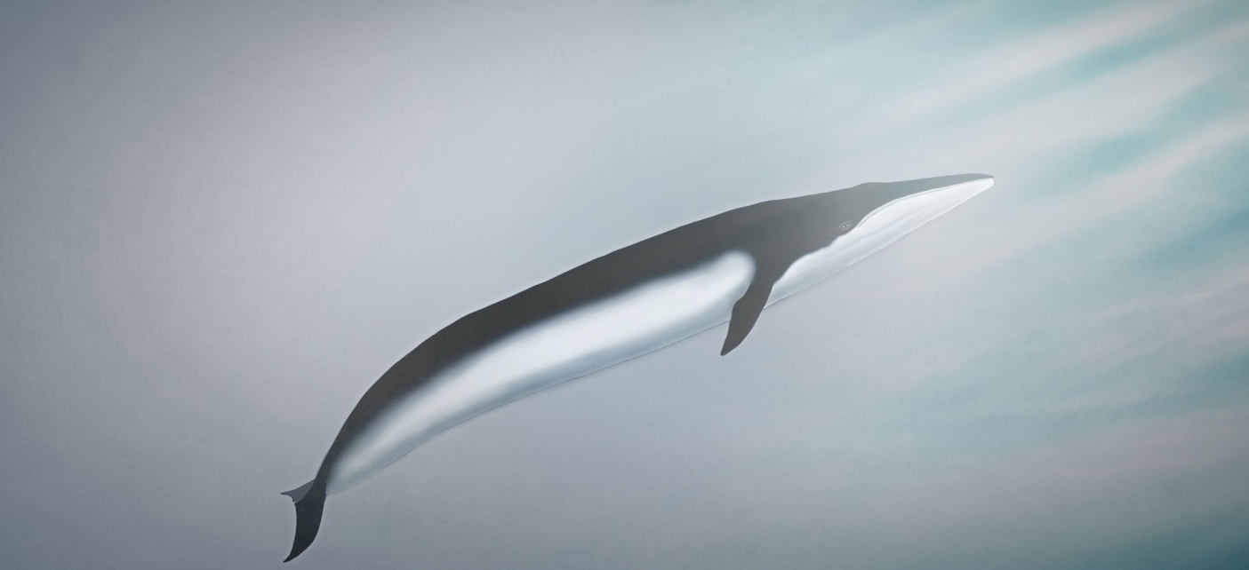 Ad Asti al museo dei fossili si trova la balena più antica del ...