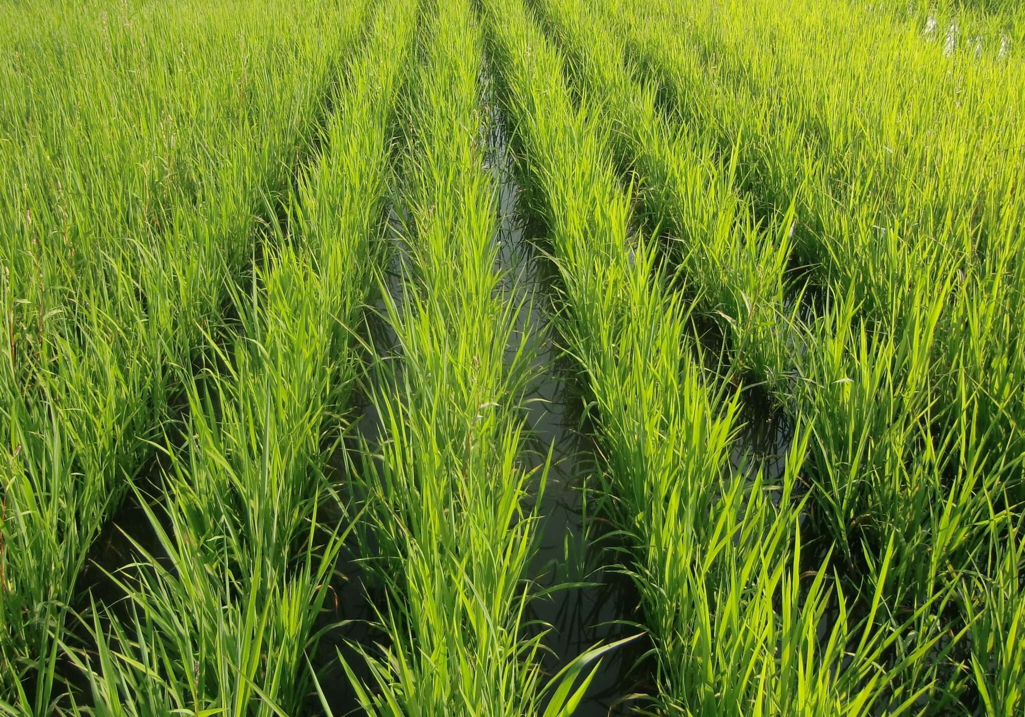 Il Piemonte la regione italiana con il miglior riso. Le risaie un ...